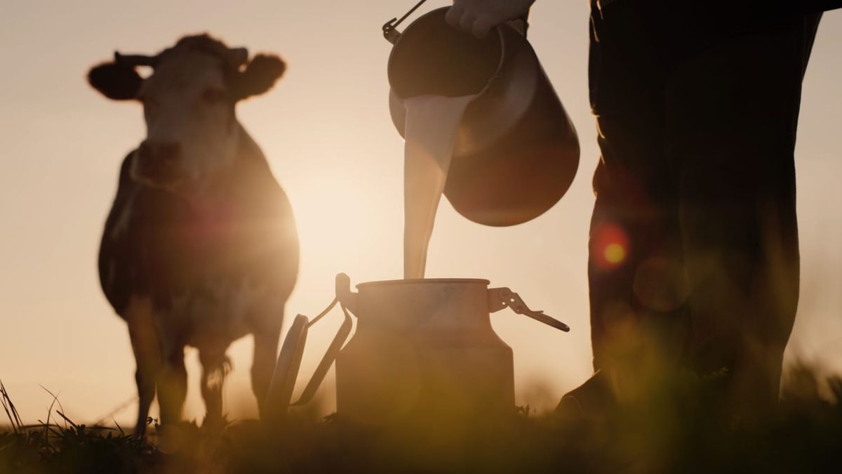 Estados Unidos: Primer caso de gripe aviar transmitido por una vaca lechera